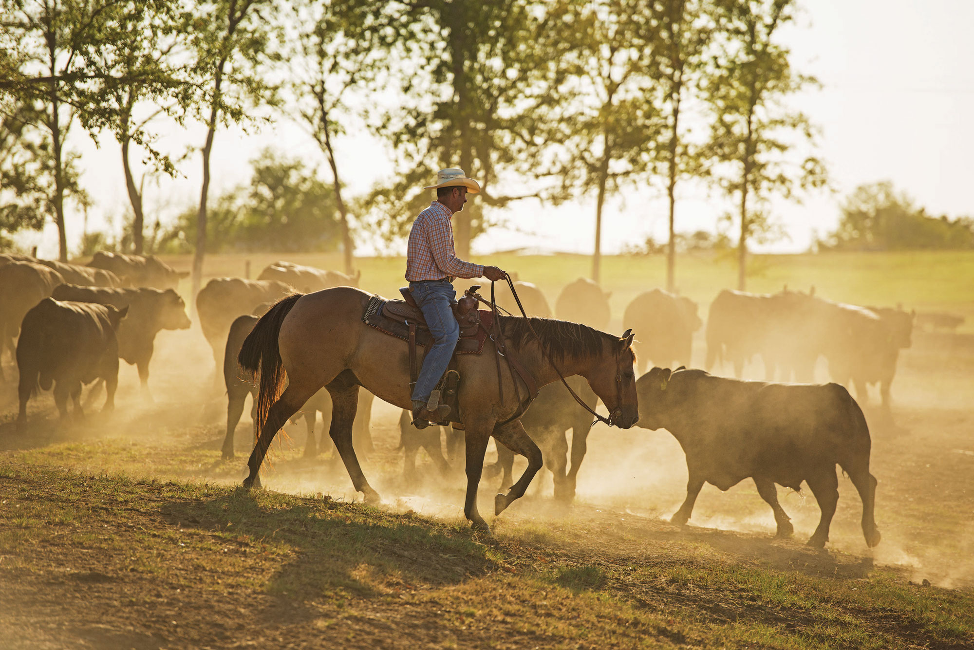 The Grass Whisperer of 44 Farms - C&I Magazine