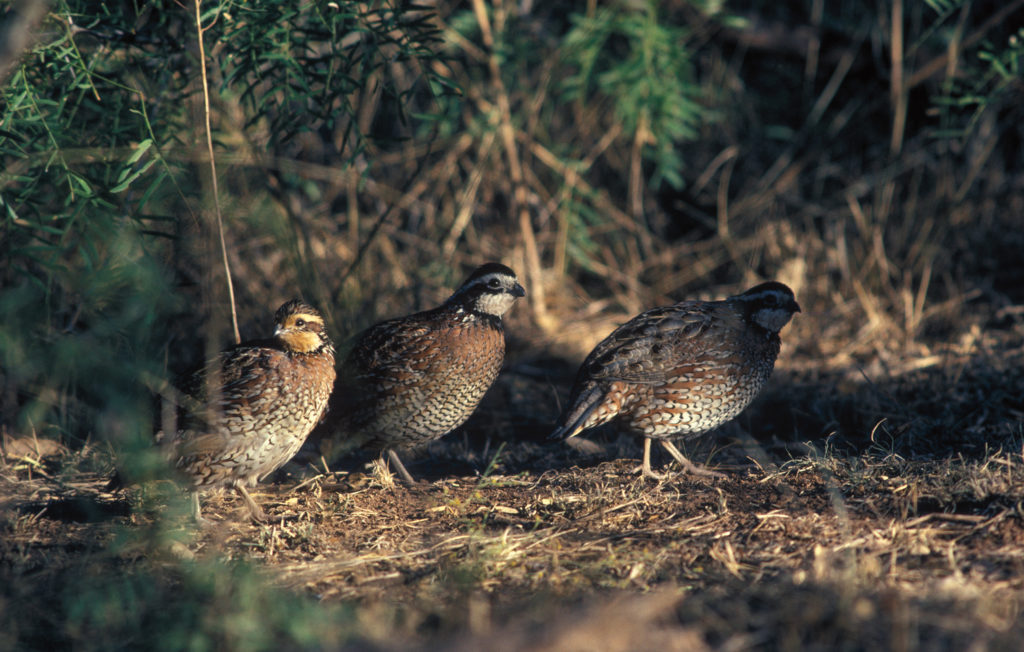 Image3.Quail - Cowboys and Indians Magazine