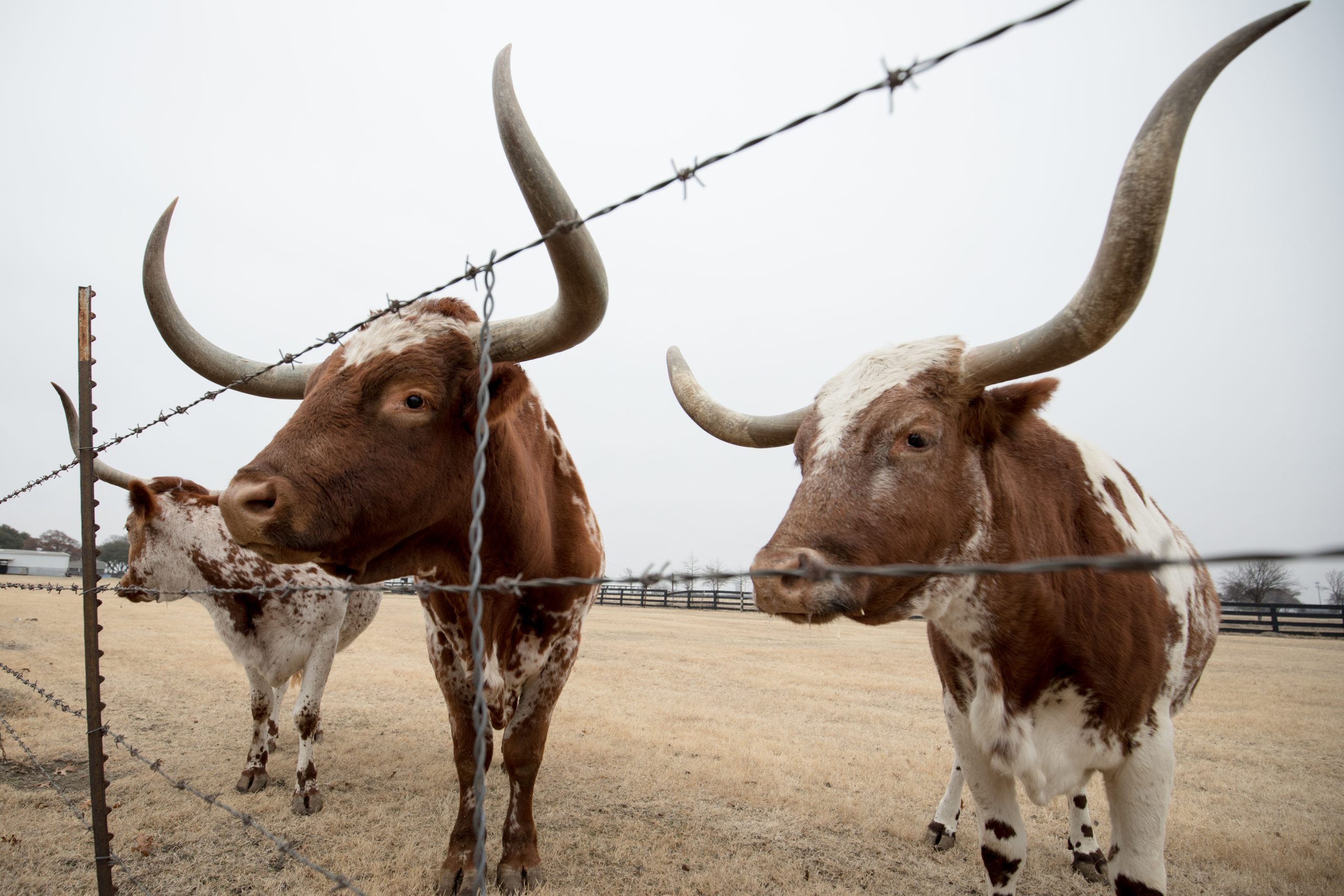 southfork-ranch-longhorn_40635426972_o - Cowboys and Indians Magazine