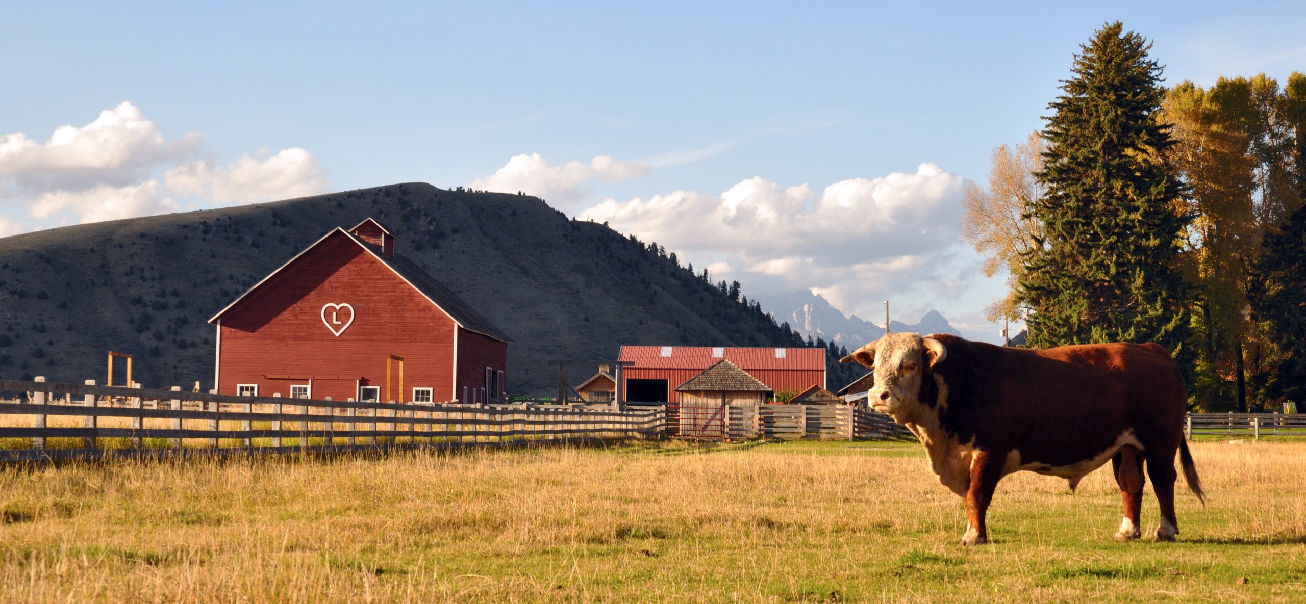Hereford Bull at Ranch Headquarters(1) - Cowboys and Indians Magazine