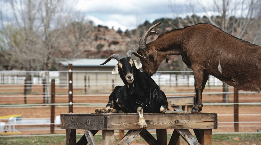 BFF_Goats - Cowboys and Indians Magazine