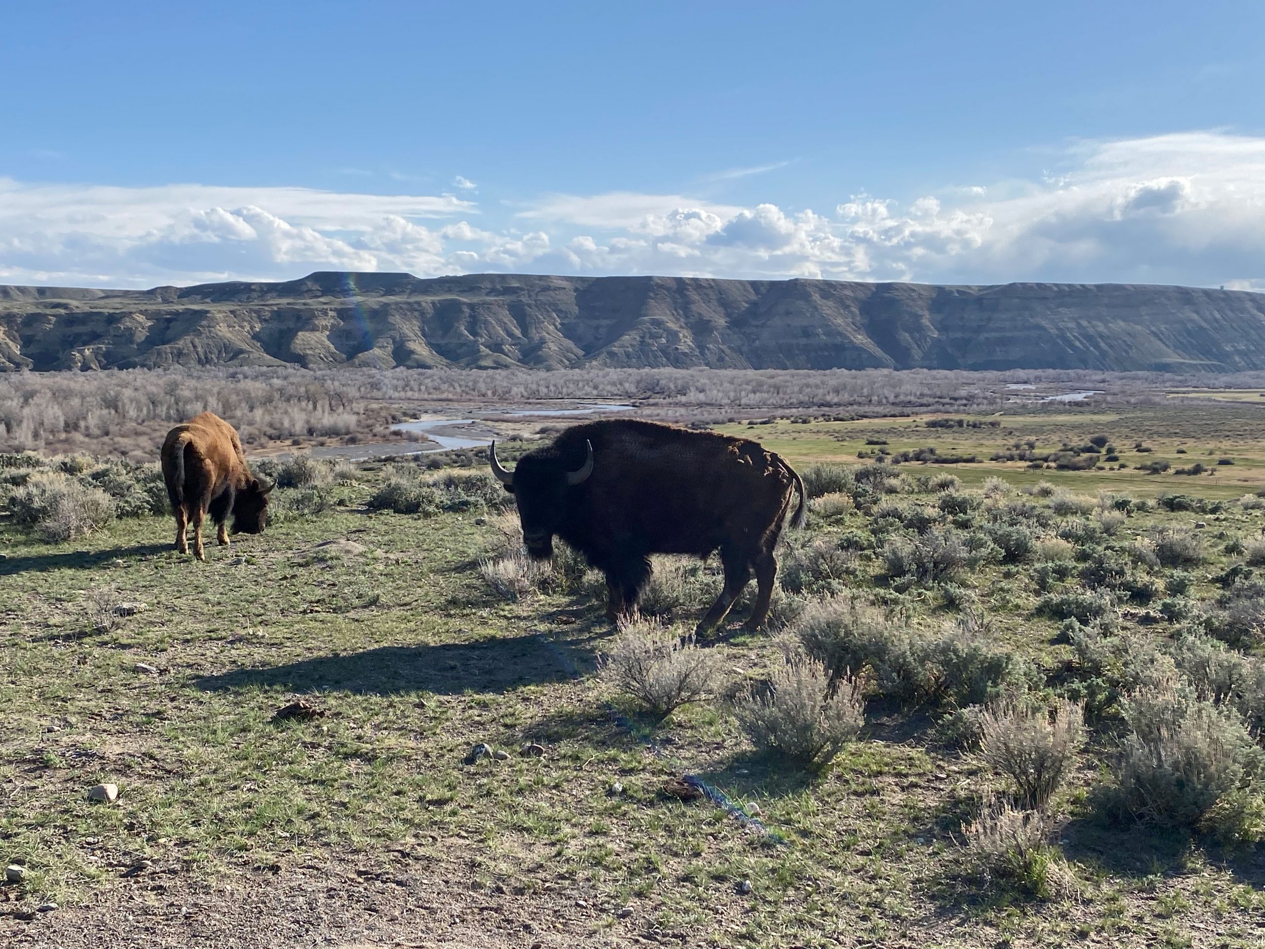 Bison5 - Cowboys and Indians Magazine