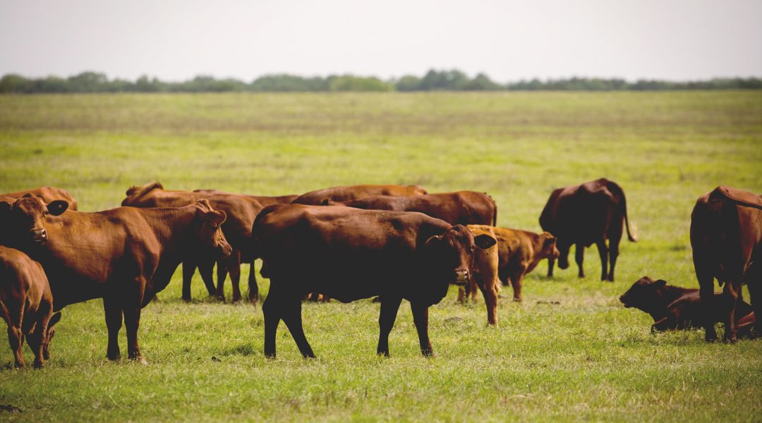 King Ranch 5 - Cowboys and Indians Magazine