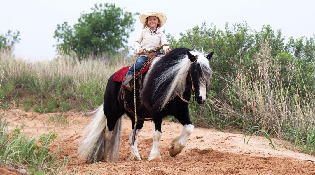 League of Legends — Lot 51 SKC Tuxedo Paint Gypsy Vanner - Cowboys and ...