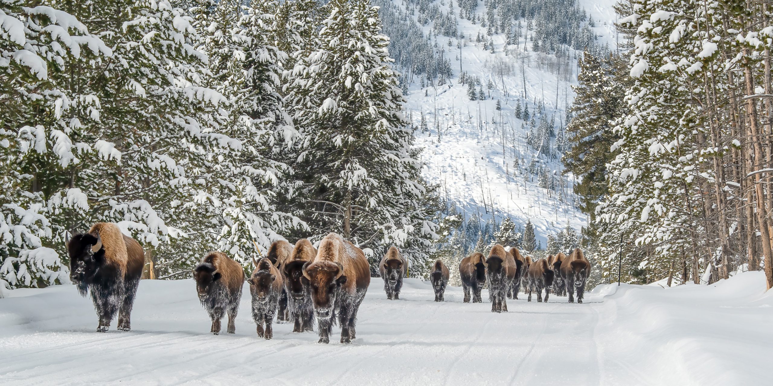 Photo Contest 2024 — Yellowstone Bison in Winter, Julie Barrick ...