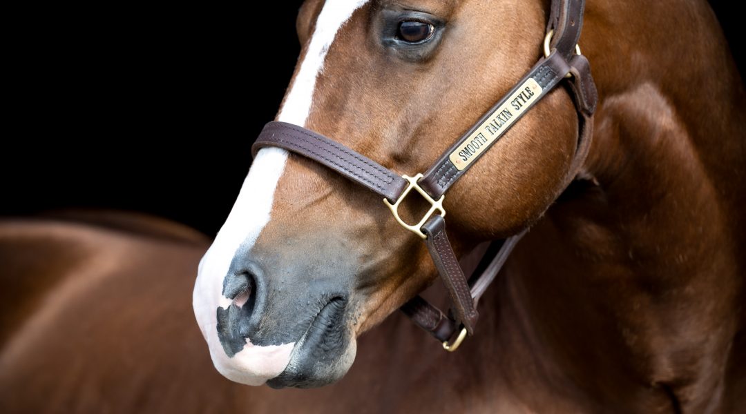 American-Quarter-Horse-Smooth-Talkin-Style-Horse - Cowboys and Indians ...