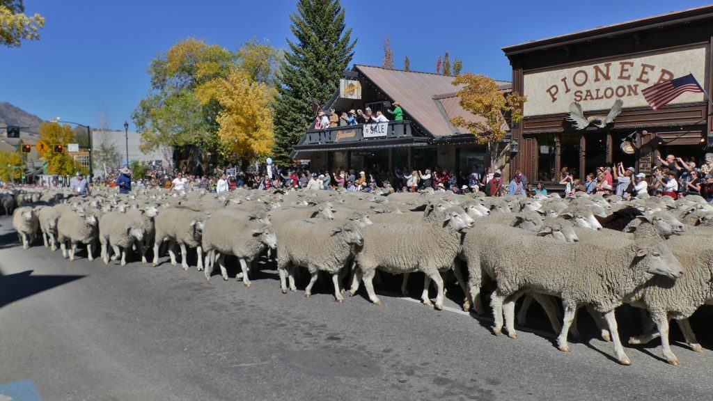 Trailing Of The Sheep Festival In Photos