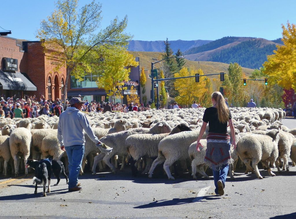 Trailing Of The Sheep Festival In Photos