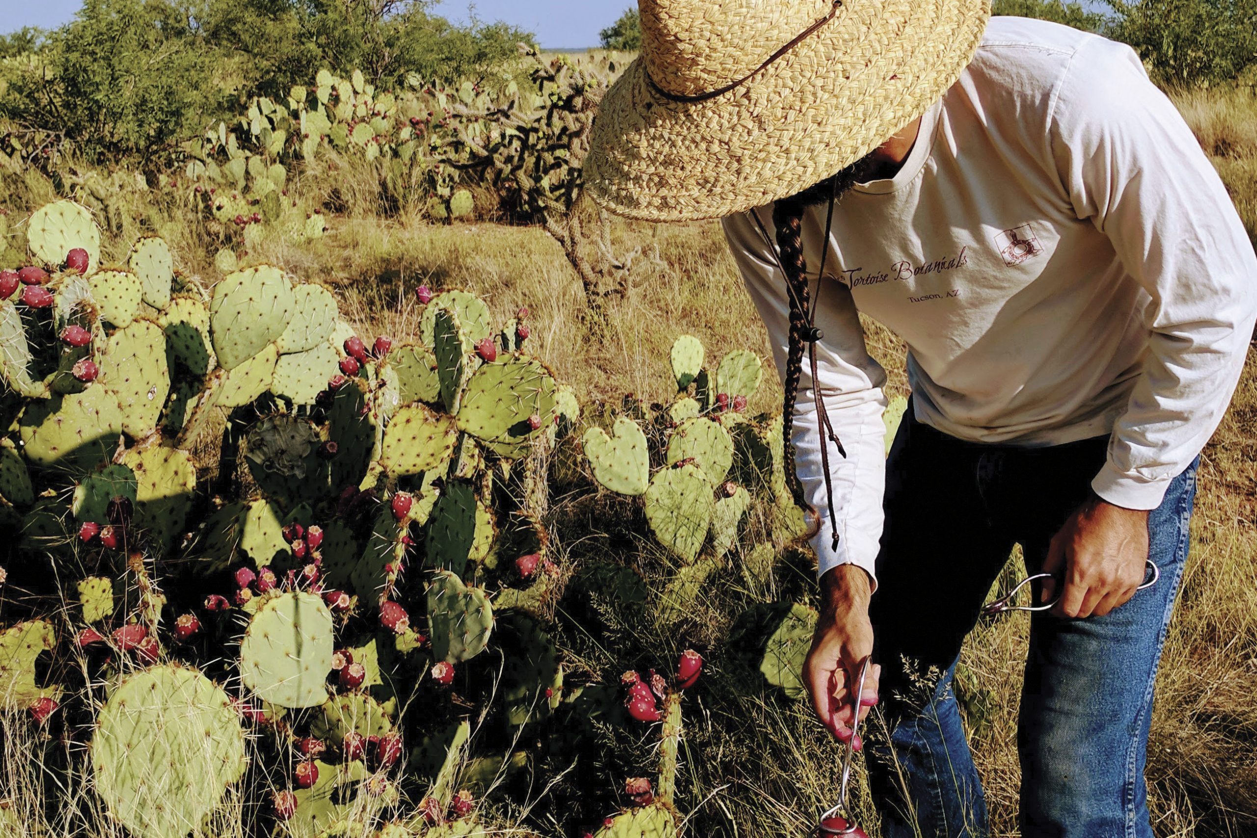 How One Forager Is Turning The Sonoran Desert Into A Delicious Oasis