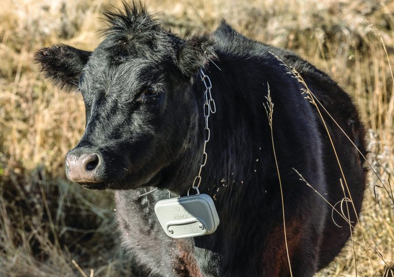 How Electronic Collars Could Reshape The Western Range
