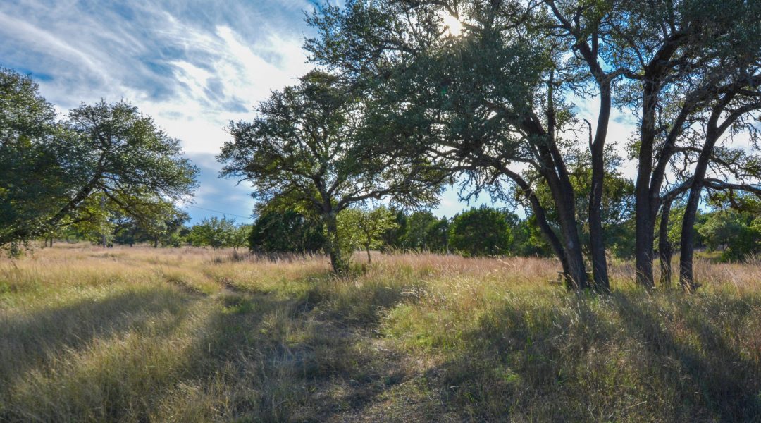 010_Native Grasses - Cowboys and Indians Magazine