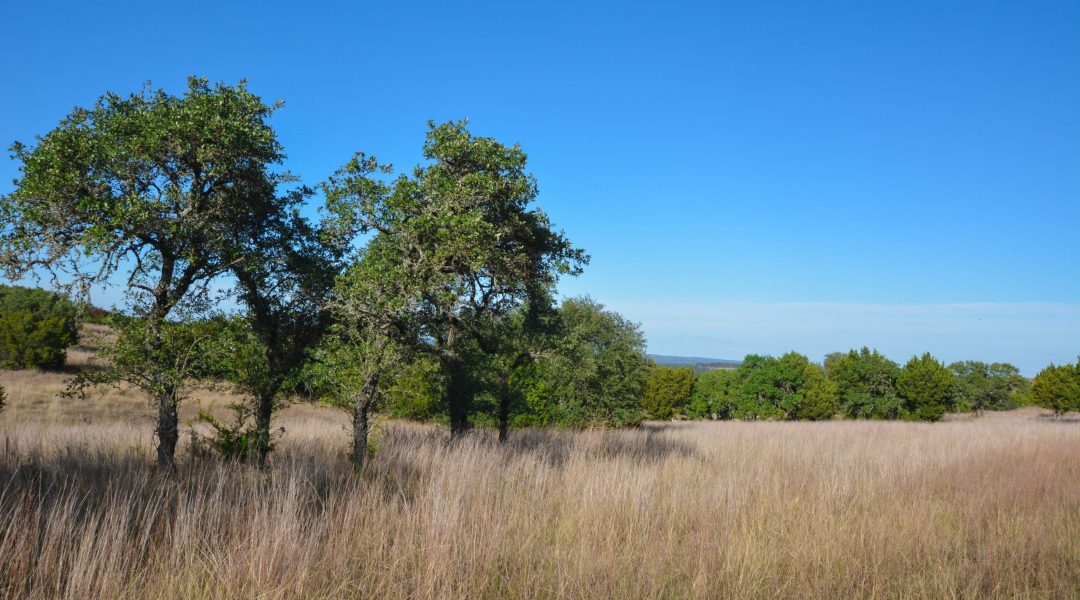 038_Native Grasses - Cowboys and Indians Magazine